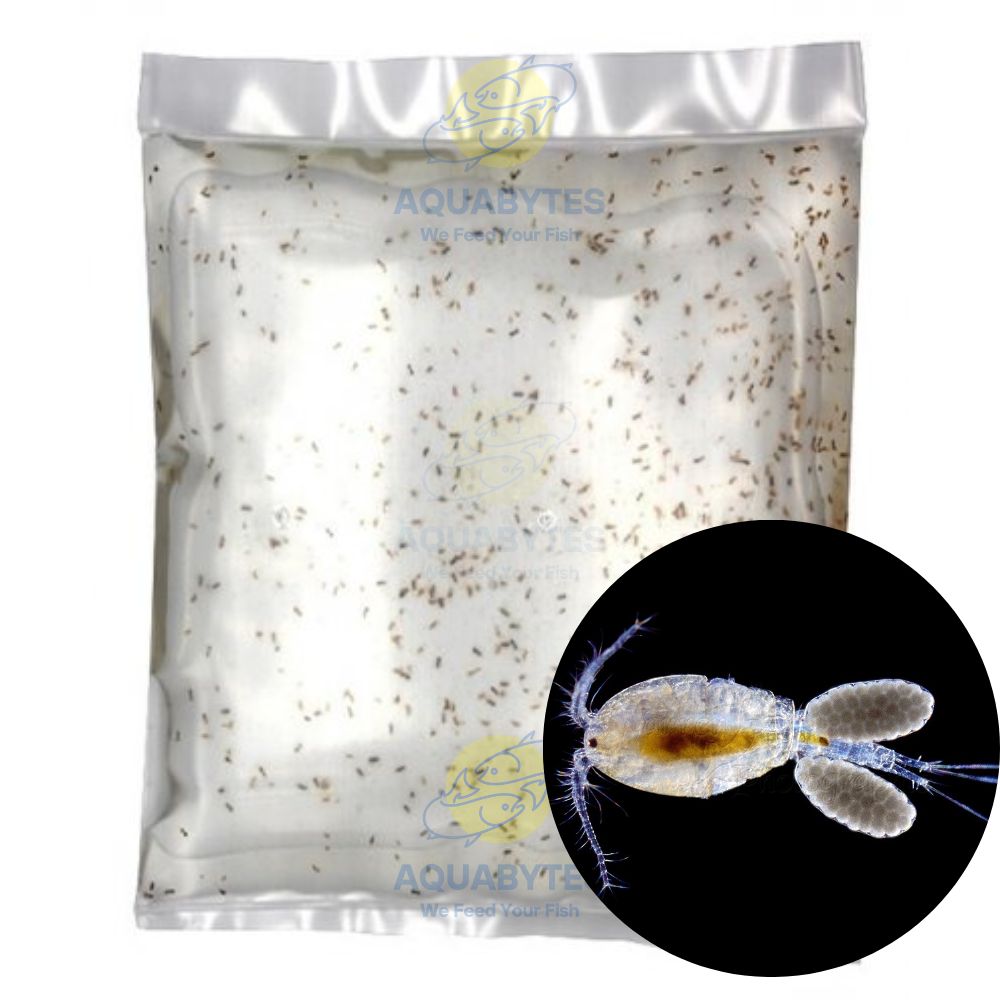 AQUABYTES - High Quality Live Fish Food and Premium Aquatic Fish Feed ...