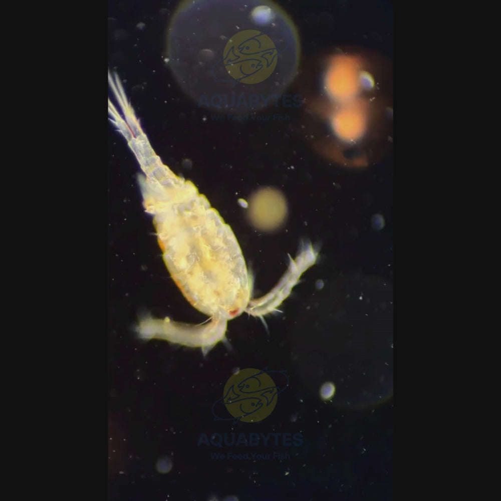 FRESHWATER Copepod Culture - CALANOIDA Sp. – Aquabytes